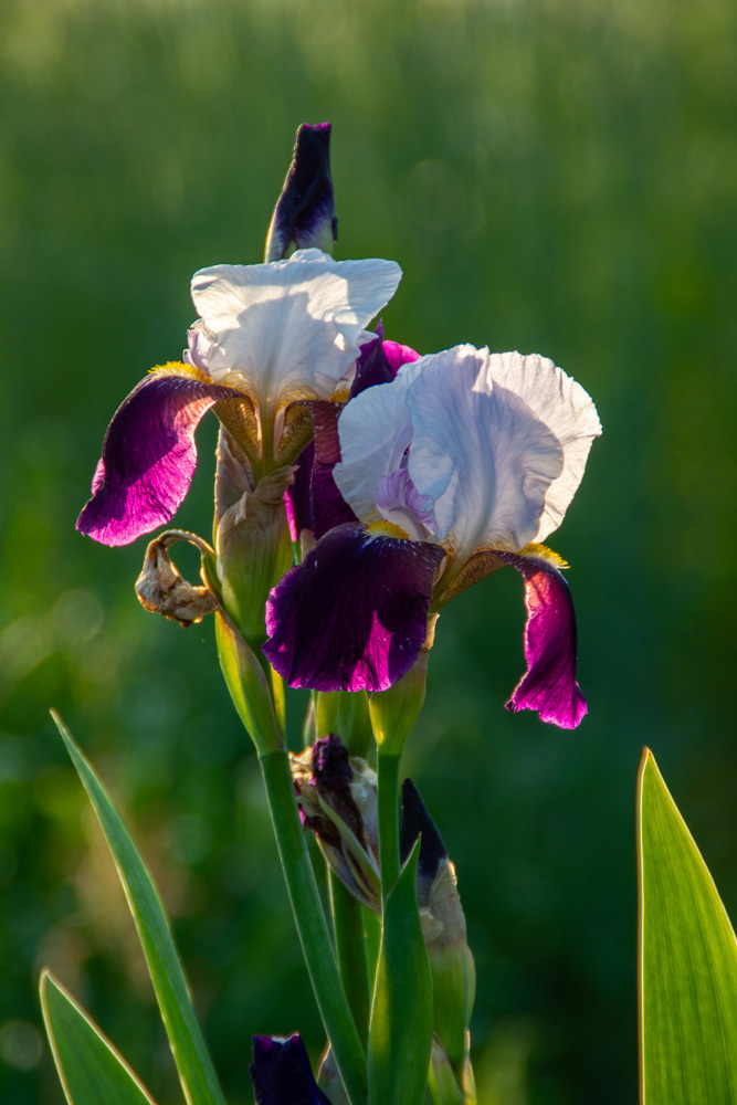 ご近所にて3: 吉野梅郷写真館