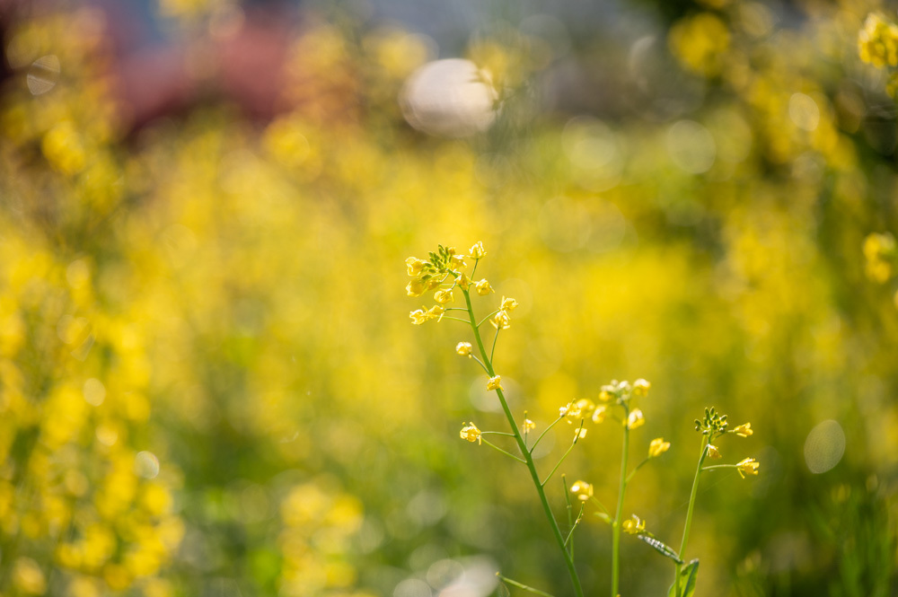 ご近所で: 吉野梅郷写真館