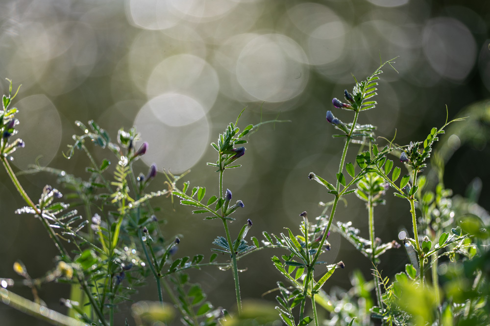 雨上がりの朝4/27: 吉野梅郷写真館